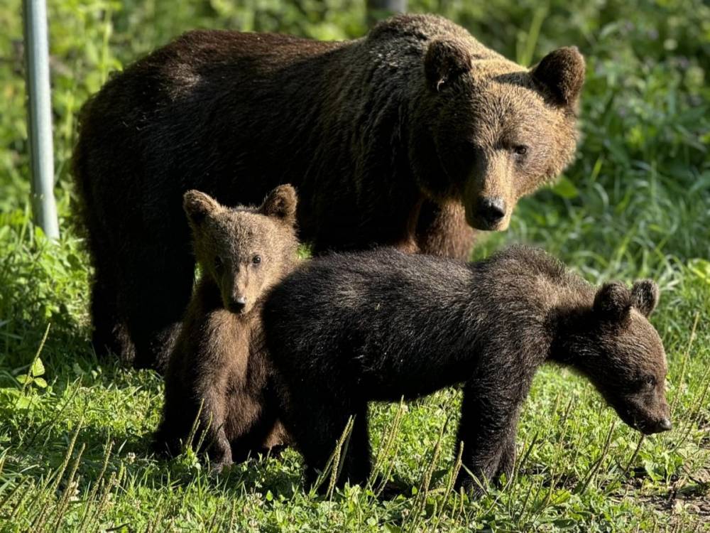 Heti Hírmondó – Székelyföld legnagyobb közéleti, szórakoztató és ...